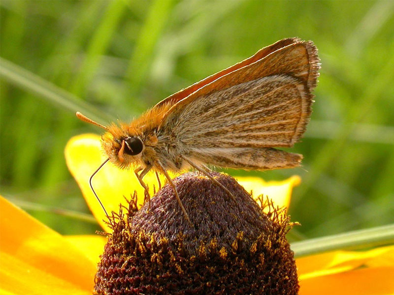 Prairie Butterflies - Wildlife Preservation Canada