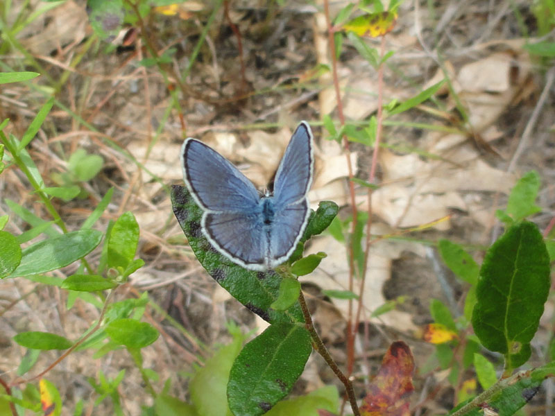 Karner Blue Butterfly - Wildlife Preservation Canada