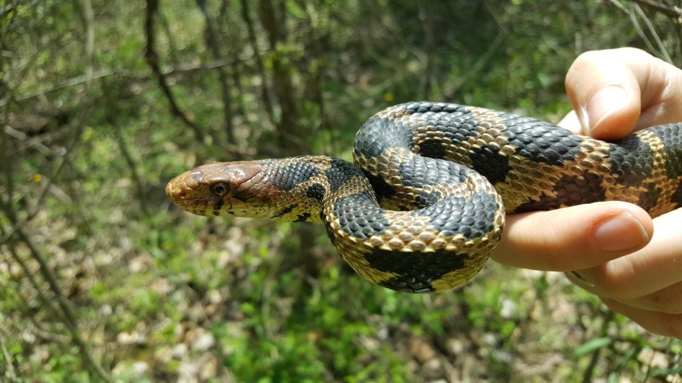 Eastern Foxsnake - The Massy Mimic - Wildlife Preservation Canada