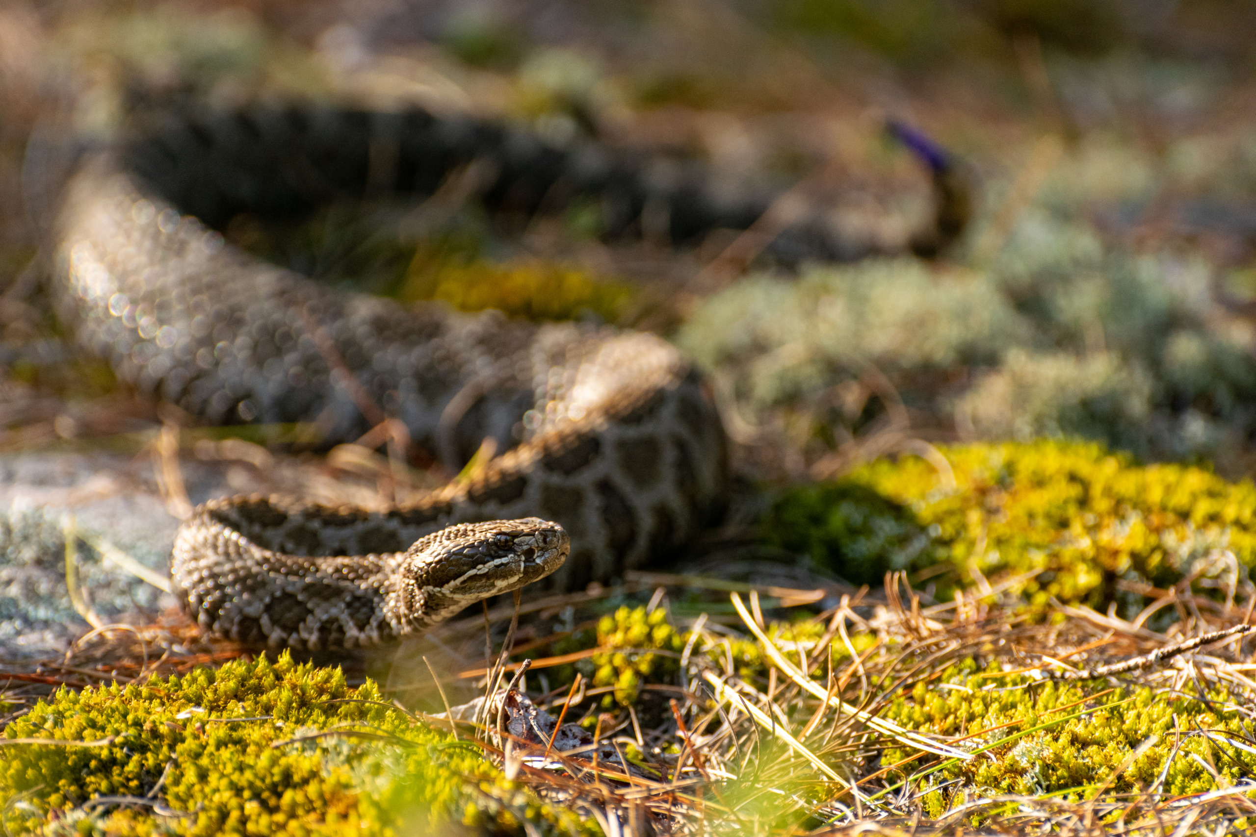 First overwintering of rattlesnakes is a milestone - Wildlife ...