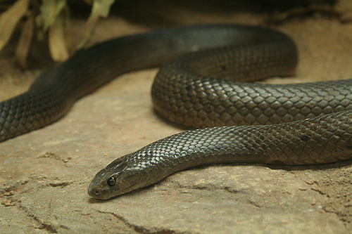 Urban Vipers 6: Dugites in Perth, Australia - Wildlife Preservation Canada