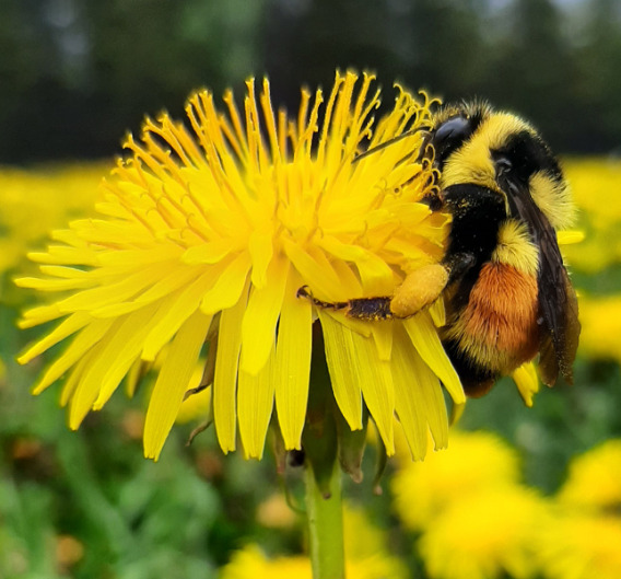 Healthy bees are well-fed bees - Wildlife Preservation Canada