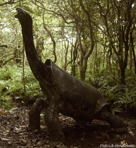 Even giants start small: life of the Aldabra Giant Tortoise | Wildlife ...