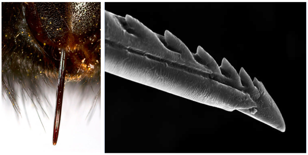 To sting, or not to sting? | Wildlife Preservation Canada Blog