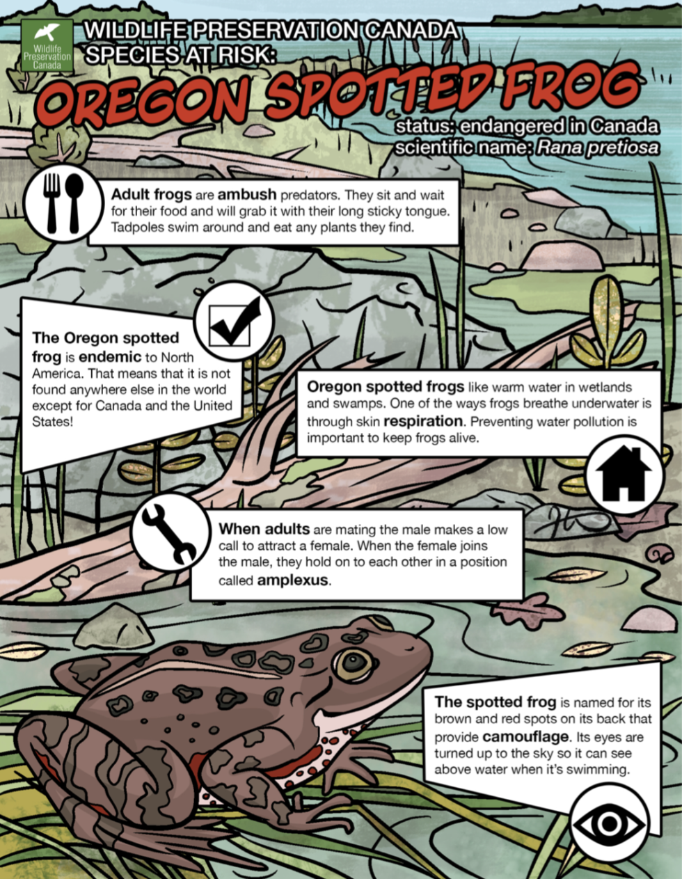 Endangered Species Week – Oregon Spotted Frog | Wildlife Preservation ...