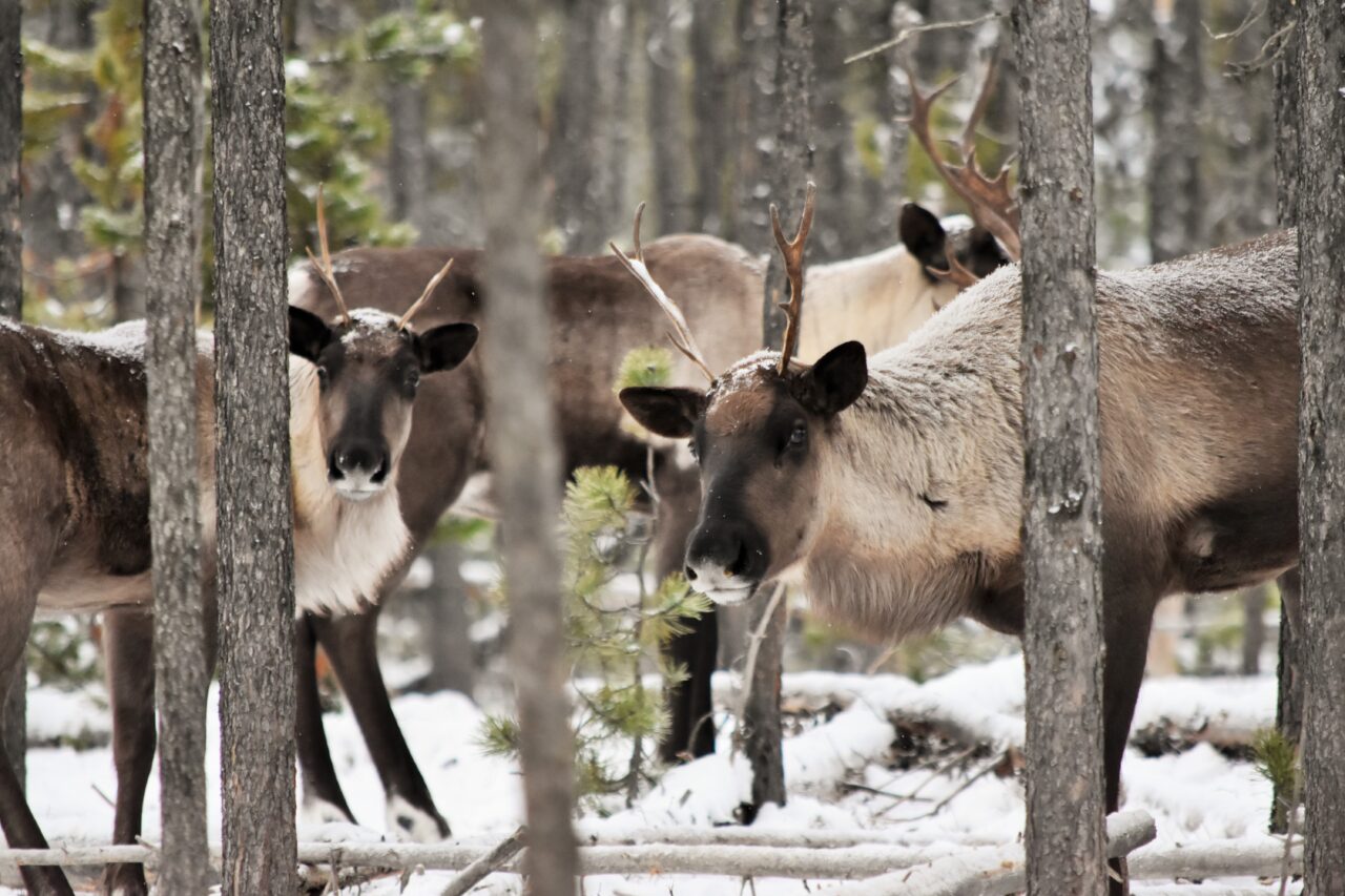 Have you heard? | Wildlife Preservation Canada Blog