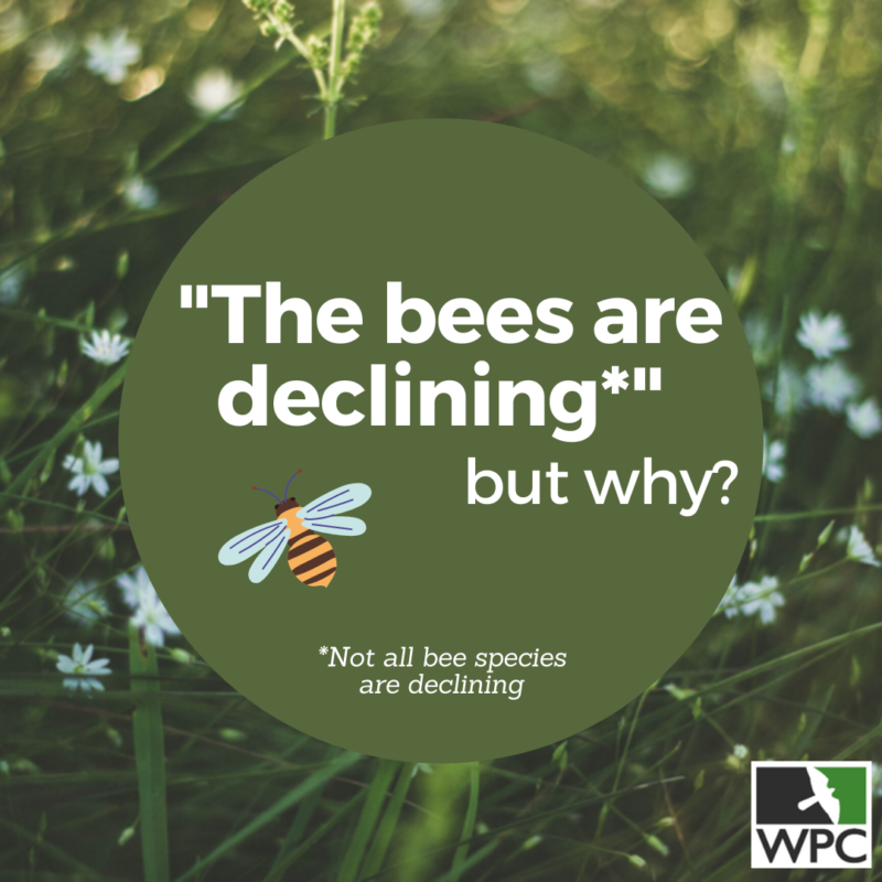 What is causing wild bee declines? | Wildlife Preservation Canada Blog
