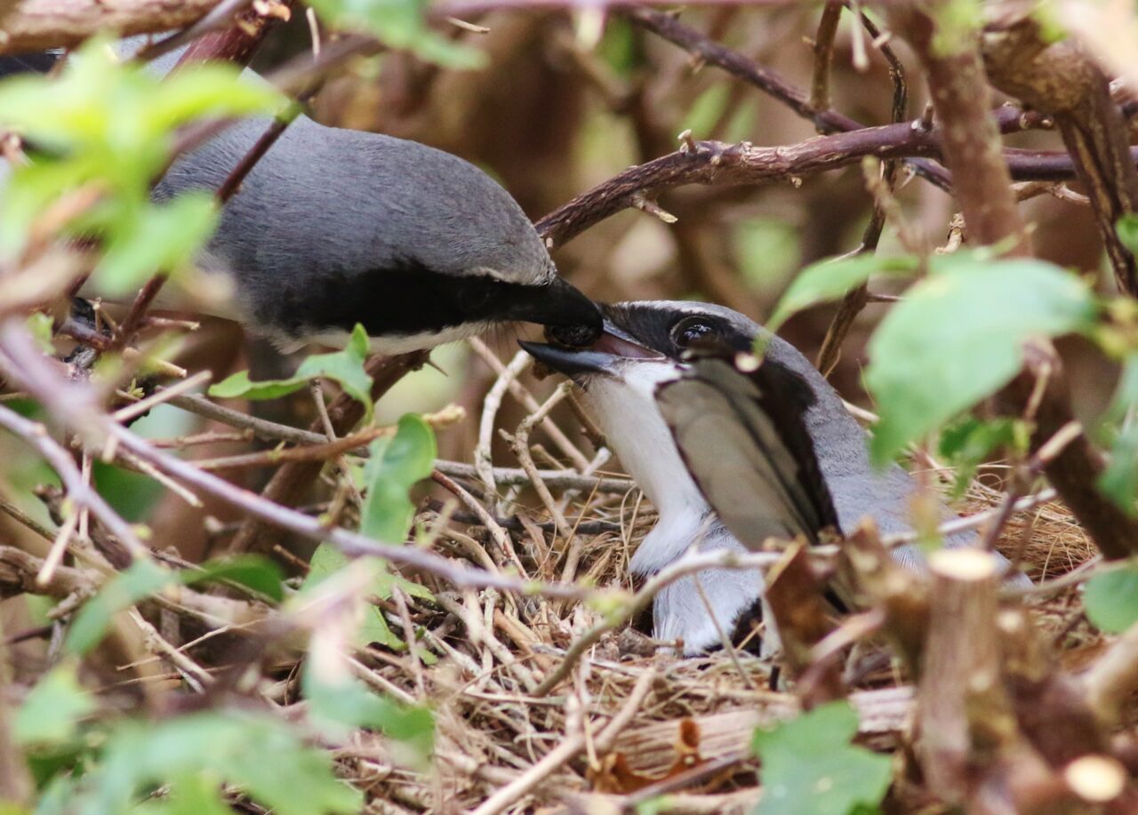 First nesting loggerhead shrikes in the conservation breeding program ...