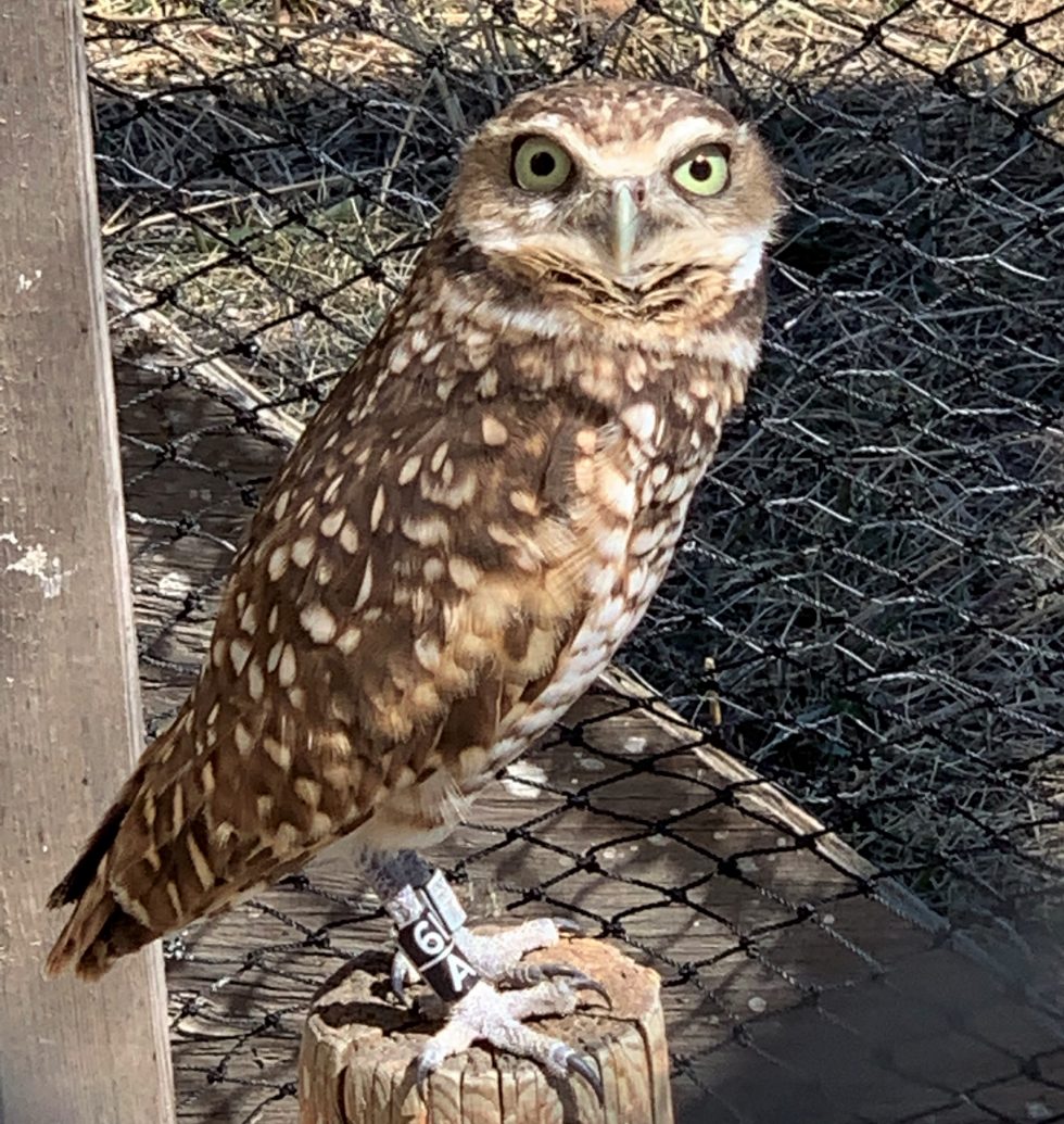 “Where’s Waldo?” The search for burrowing owls in the prairies ...