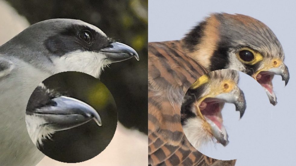 Same, same but different! How the loggerhead shrike is an honorary ...