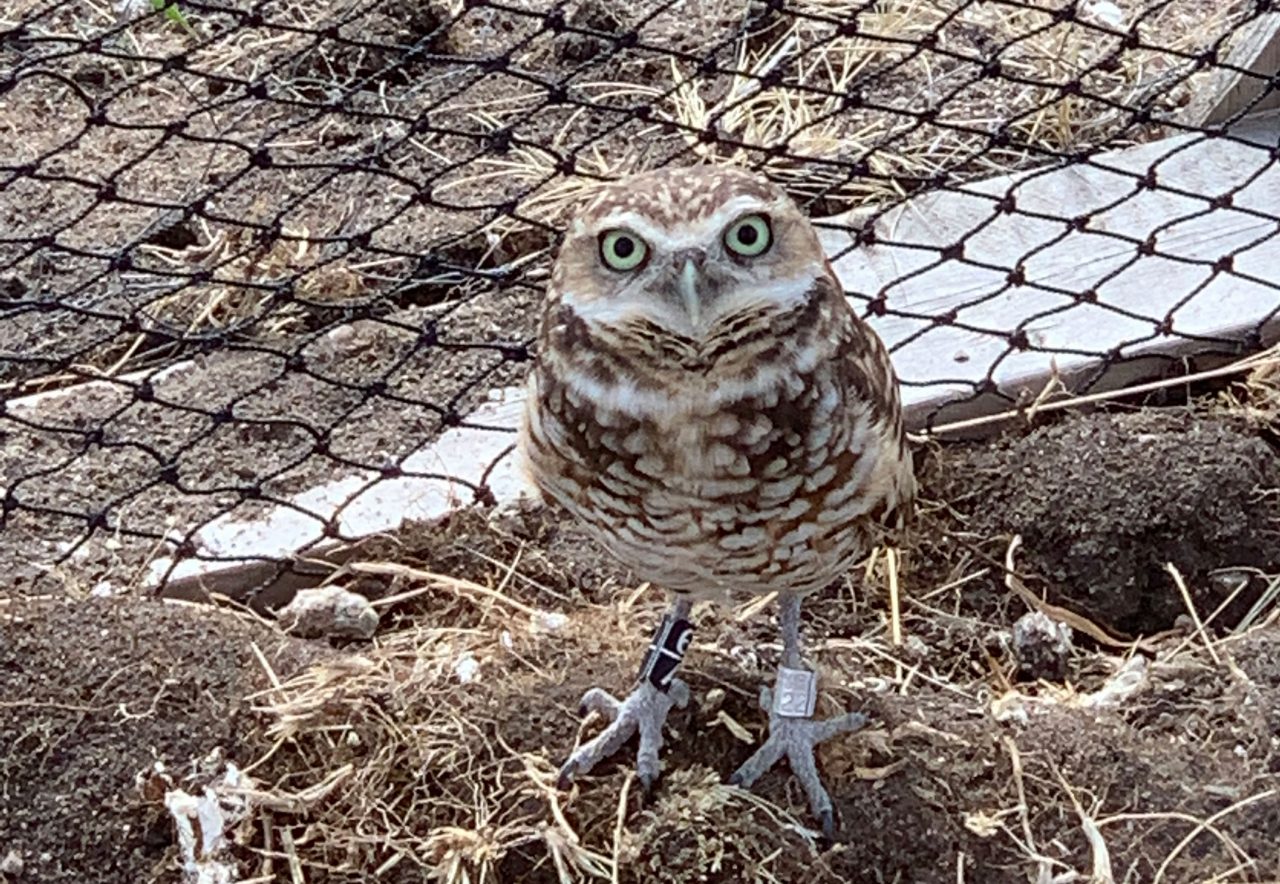“Where’s Waldo?” The search for burrowing owls in the prairies ...
