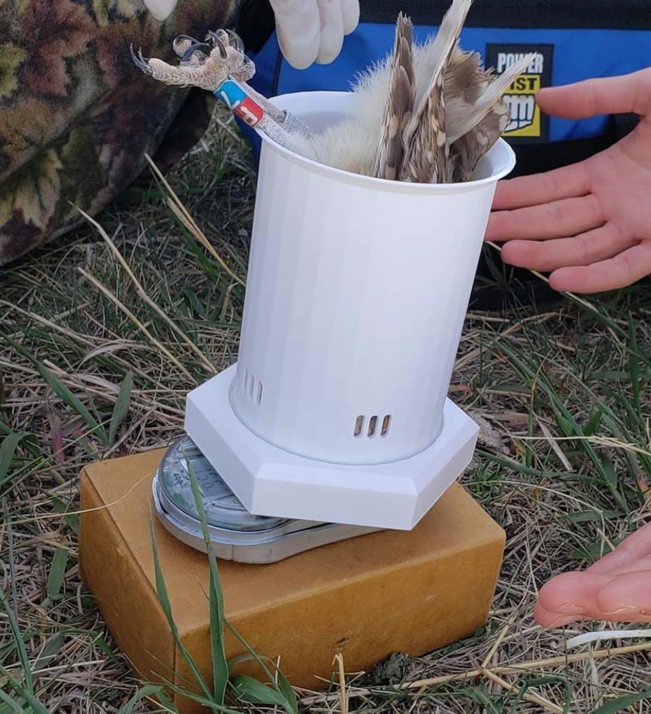 How to weigh an owl | Wildlife Preservation Canada Blog