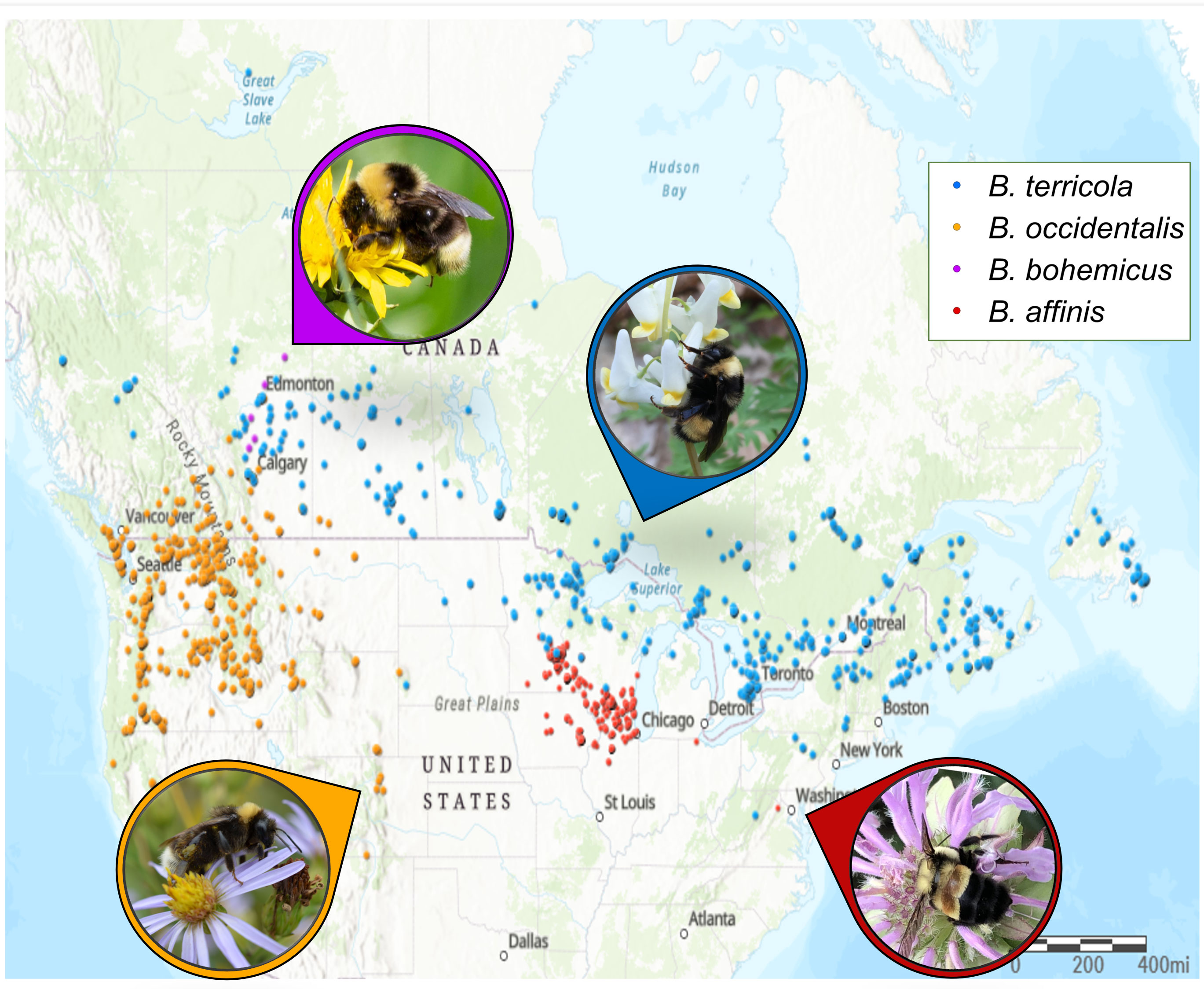 How Bumble Bee Watch supports conservation | Wildlife Preservation ...
