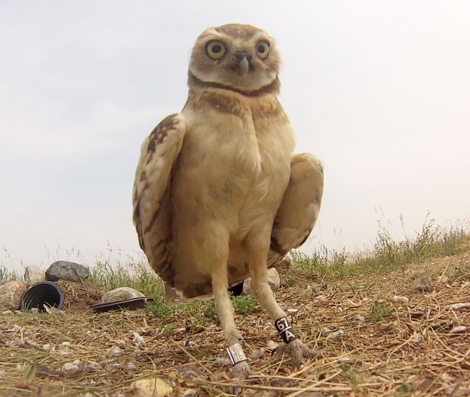 Preparing burrowing owls for migration | Wildlife Preservation Canada Blog