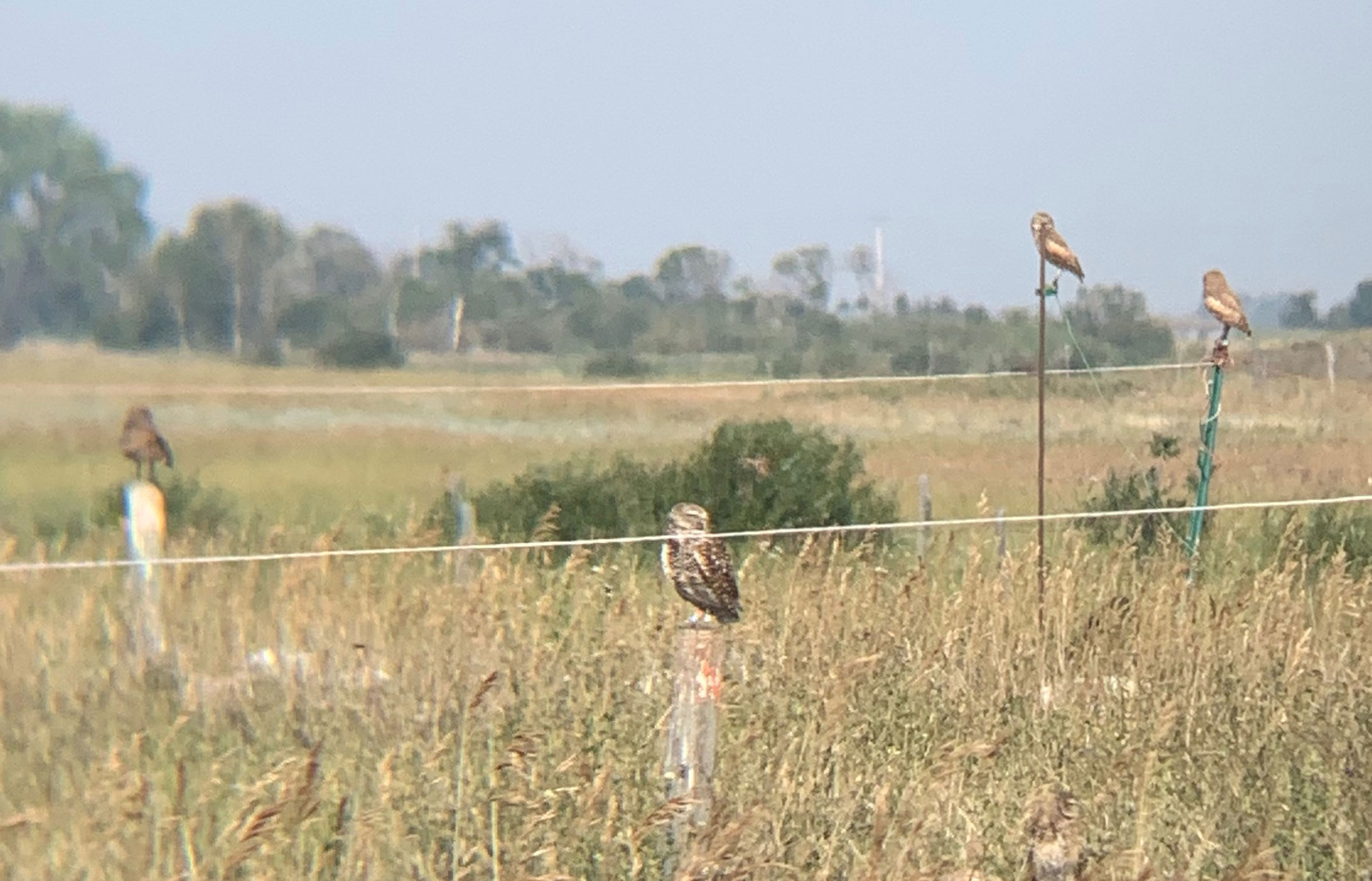 Preparing burrowing owls for migration | Wildlife Preservation Canada Blog