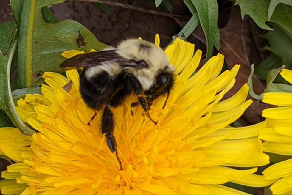 How are the bumble bees doing in southern Ontario? | Wildlife ...