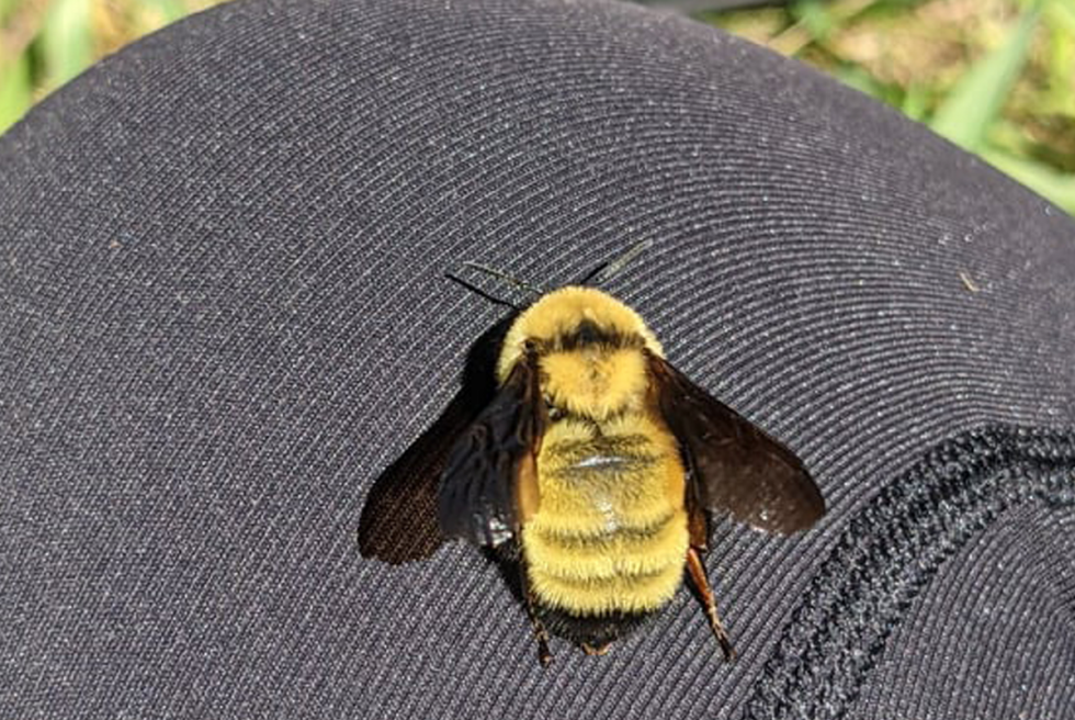 How are the bumble bees doing in southern Ontario? | Wildlife ...