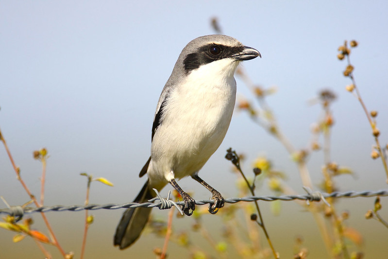 House Hunters: Shrike Edition | Wildlife Preservation Canada Blog