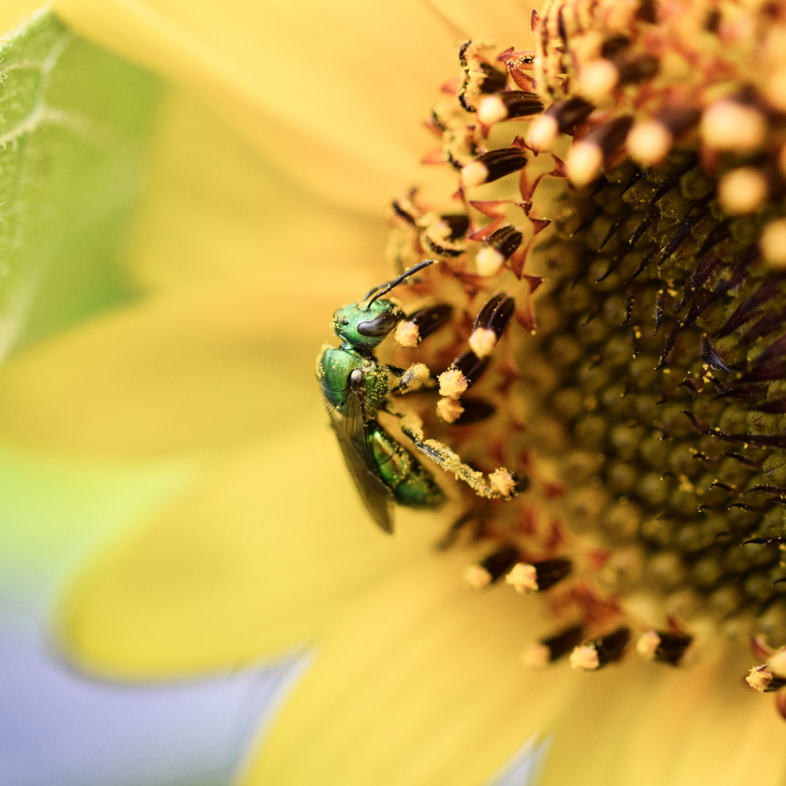 Healthy bees are well-fed bees | Wildlife Preservation Canada Blog