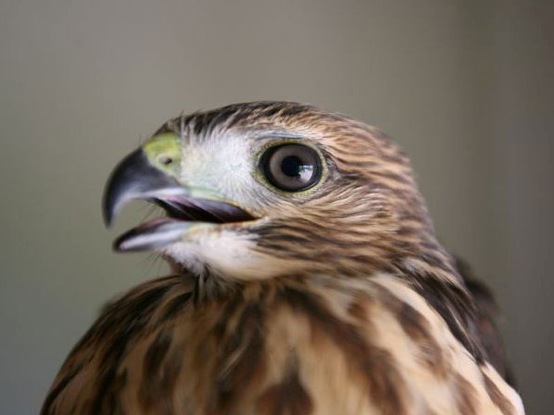 Ridgway's Hawk | Conservation de la Faune au Canada