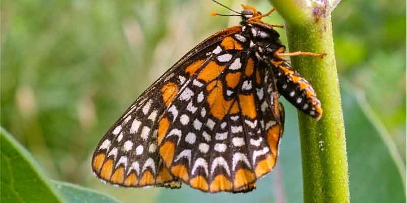 Taylor's Checkerspot - Wildlife Preservation Canada