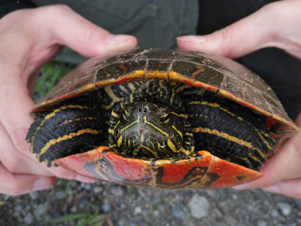Western Painted Turtle - Wildlife Preservation Canada