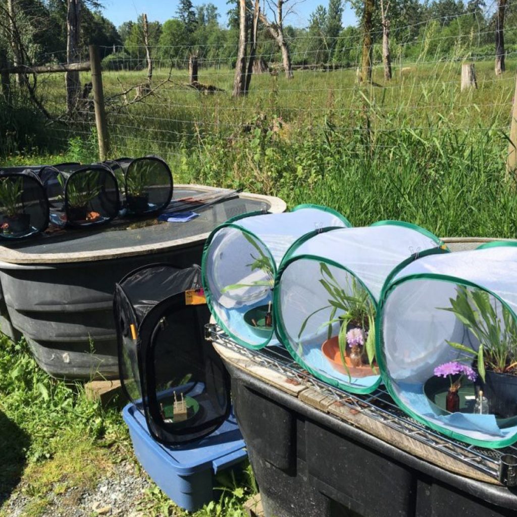 What's new with checkerspot conservation - Wildlife Preservation Canada