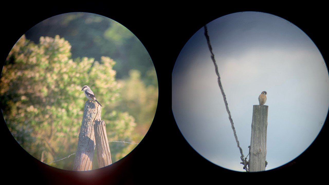 Same, same but different! How the loggerhead shrike is an honorary ...
