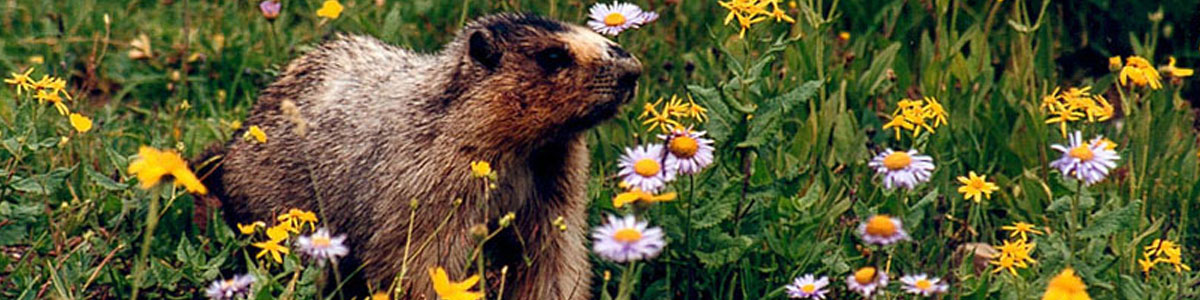 Vancouver Island Marmot Breeding - Wildlife Preservation Canada