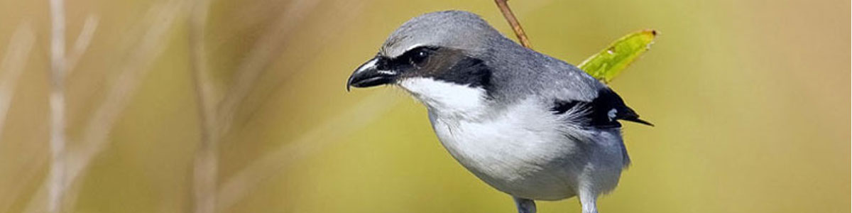 Birds Program - Wildlife Preservation Canada