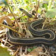 Home - Wildlife Preservation Canada