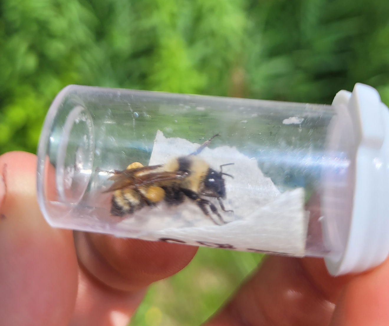 Scat Scrutiny: Analyzing bumble bee poop - Wildlife Preservation Canada ...