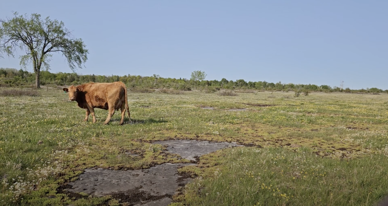 What is a shrike? - Wildlife Preservation Canada
