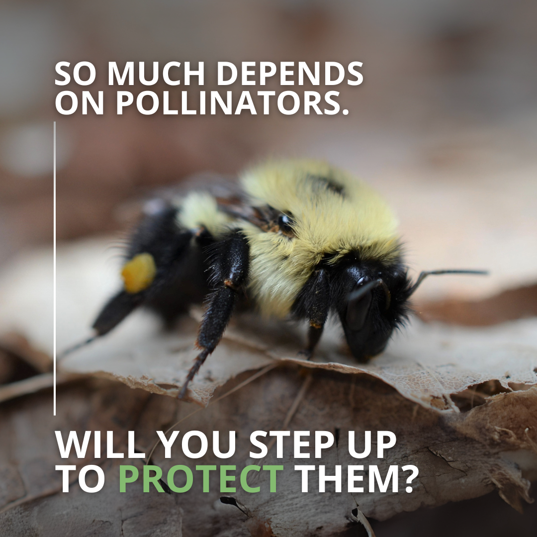 Triple the buzz - Wildlife Preservation Canada