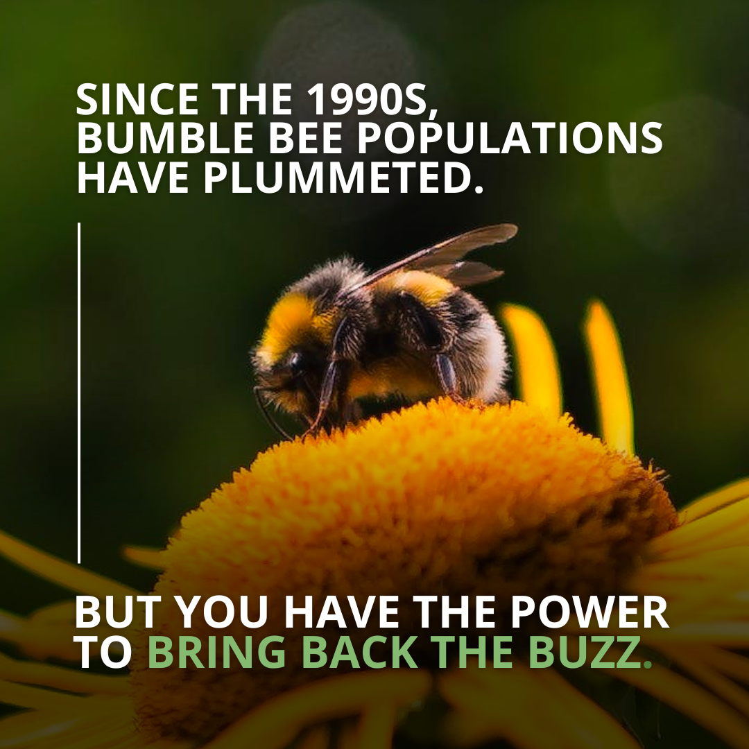 Triple the buzz - Wildlife Preservation Canada
