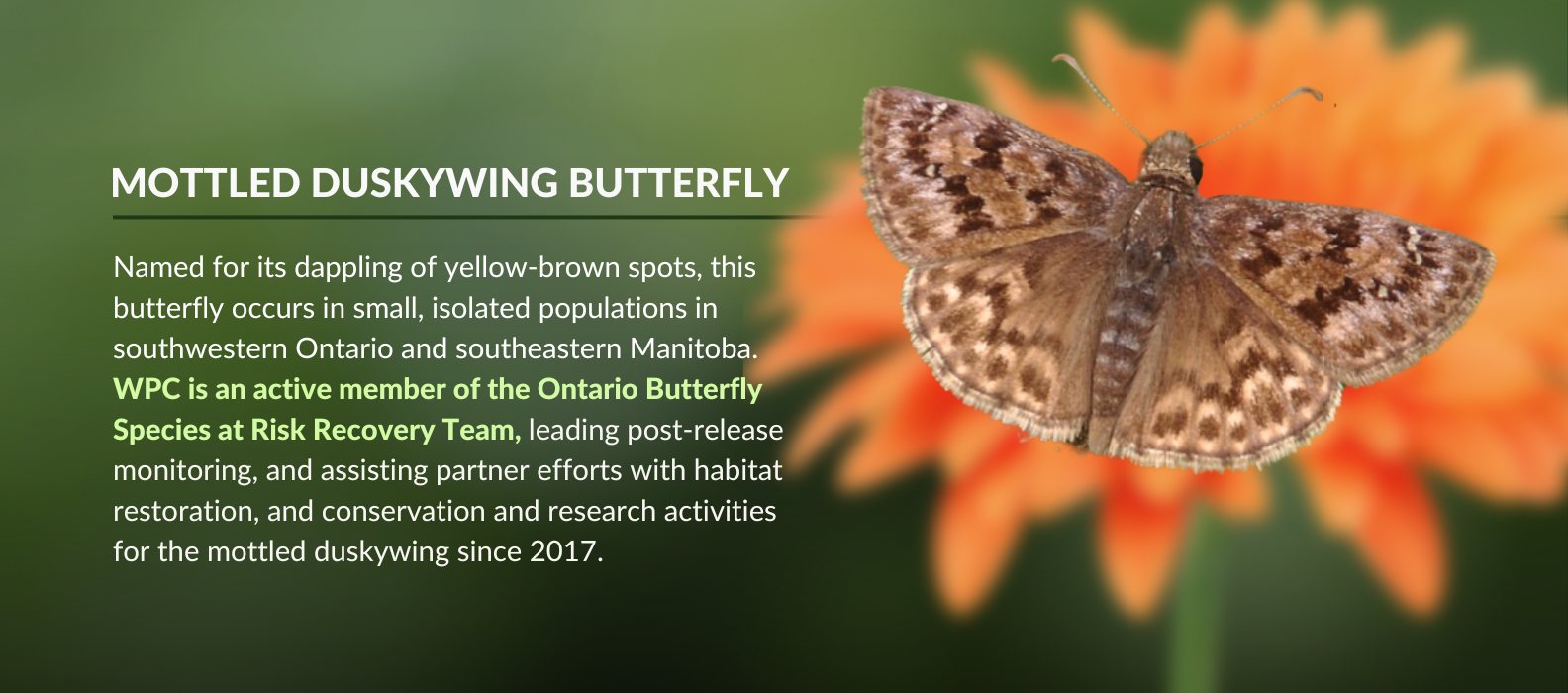 Multiply the Magic of Butterflies Triple Your Impact - Wildlife ...
