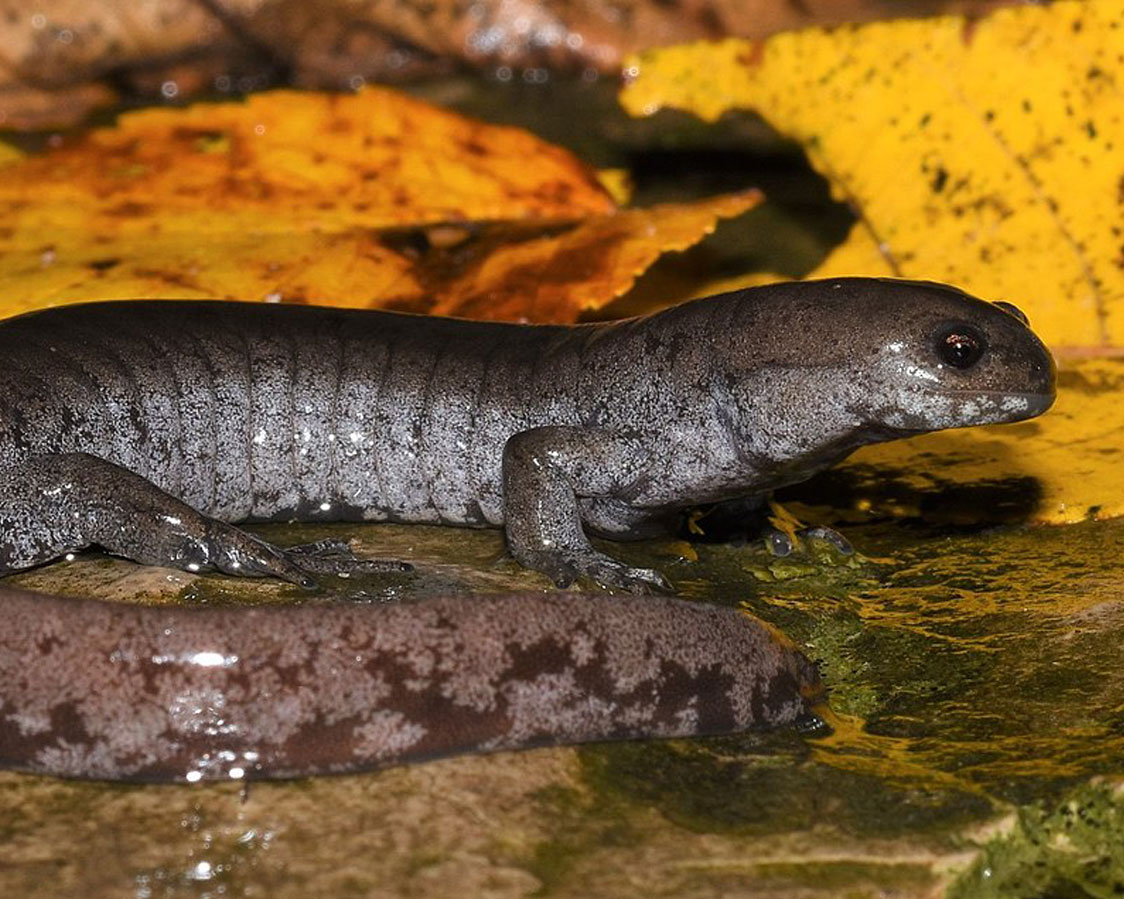 Wildlife wonders: captivating fun facts about Canadian species ...