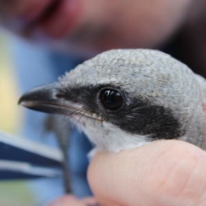 Eastern Loggerhead Shrike - Wildlife Preservation Canada